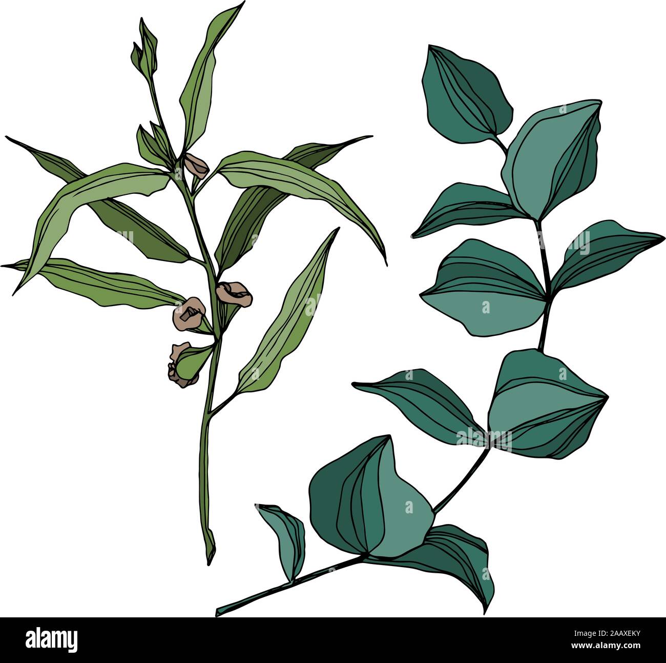 Vector Eucalyptus tree leaves. Black and white engraved ink art ...