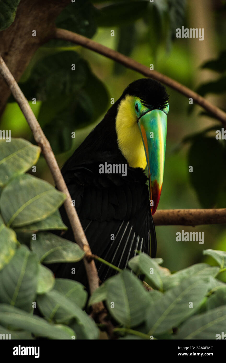 Toucan observation hi-res stock photography and images - Alamy