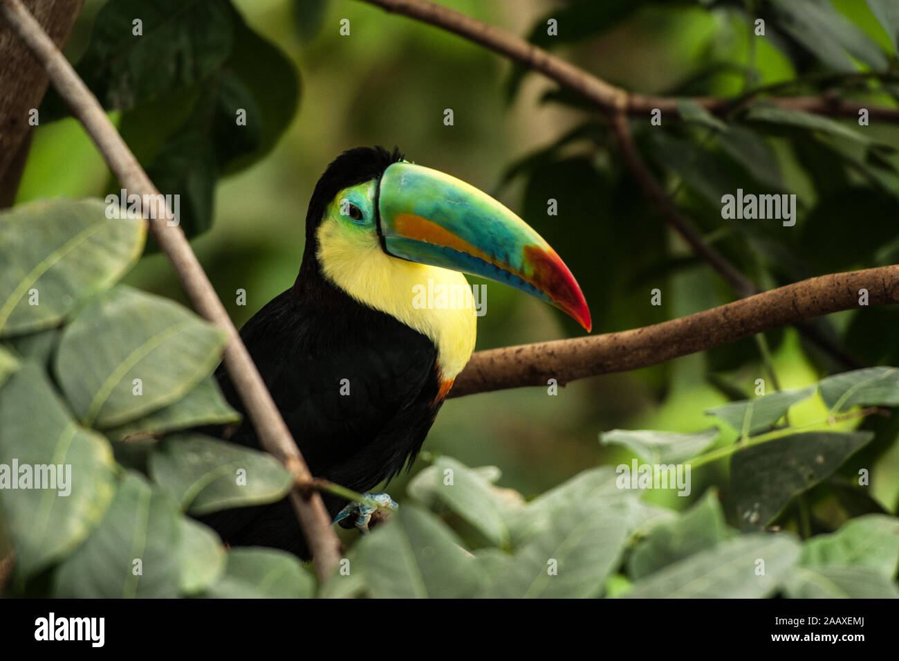 Costa rica toucan spotting hi-res stock photography and images - Alamy