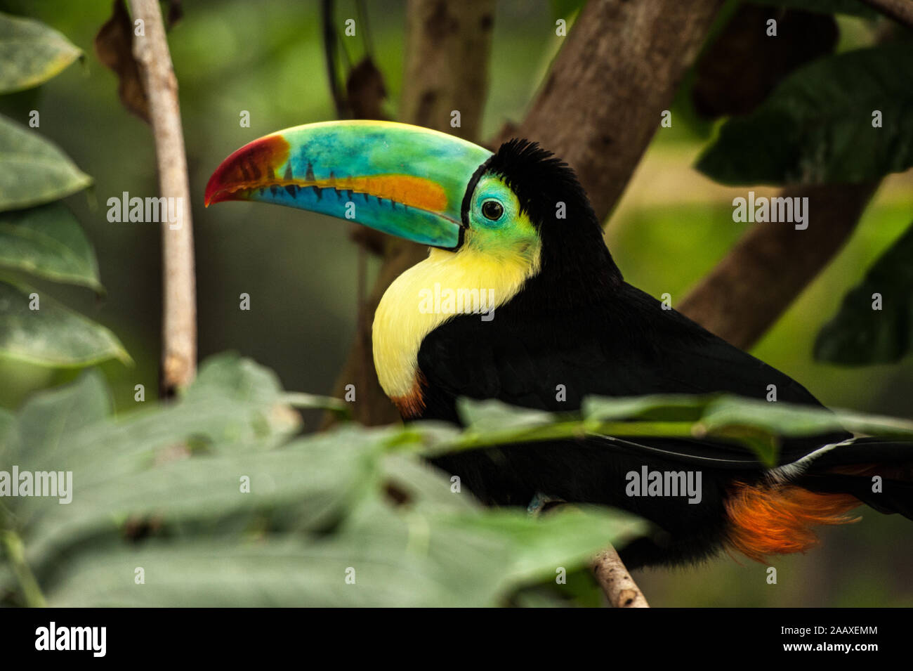 Toucan observation hi-res stock photography and images - Alamy