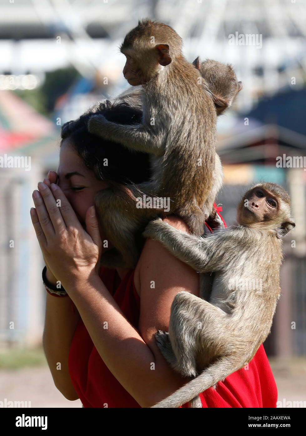 Monkeys climb on a tourist's shoulder during the 31st annual Monkey ...