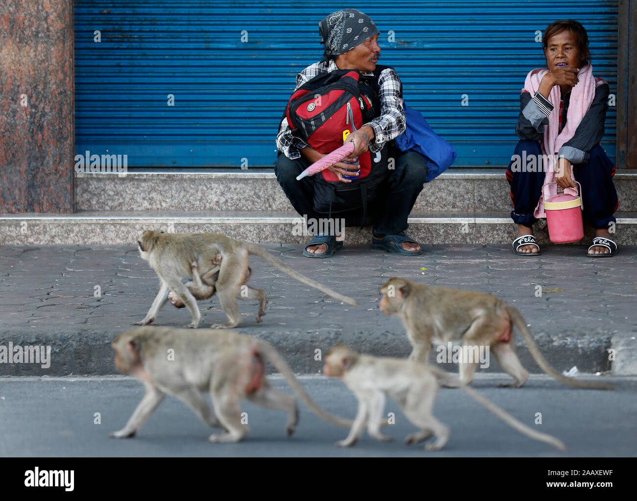 Monkeys walk past people during the 31st annual Monkey Buffet Festival ...