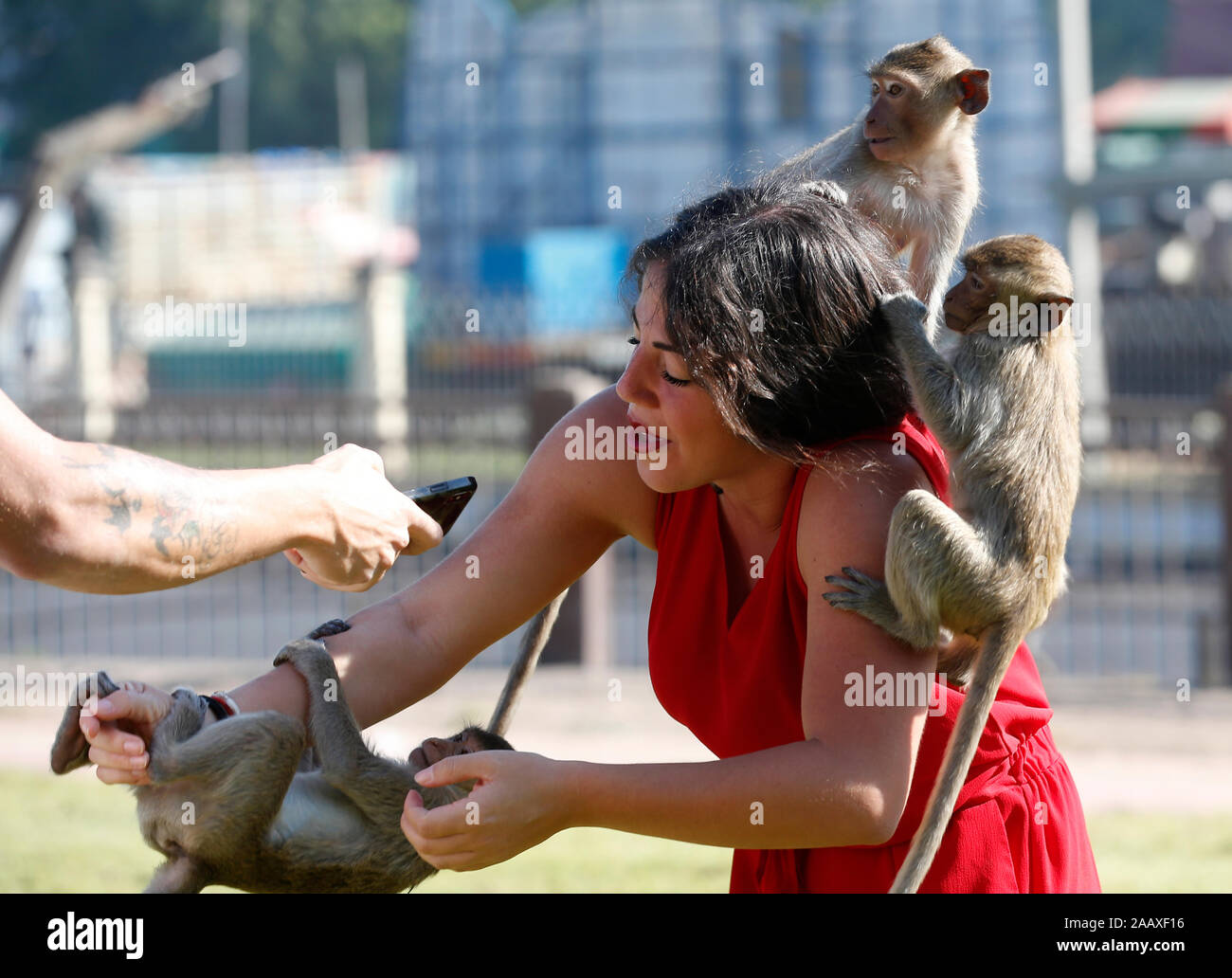 Monkeys climb on a tourist's shoulder during the 31st annual Monkey ...