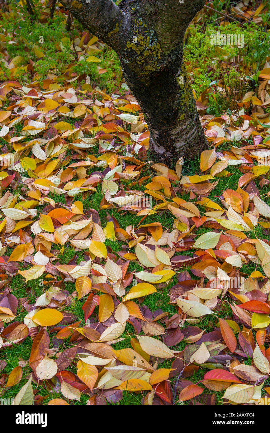Sole fallen leaf hi-res stock photography and images - Alamy