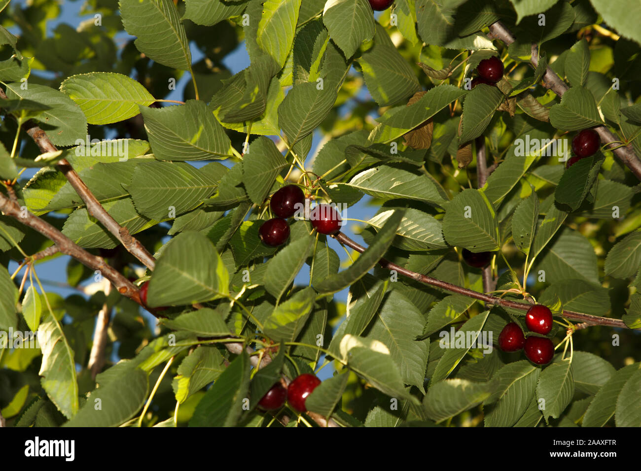 Lush crown of cherry tree hi-res stock photography and images - Alamy