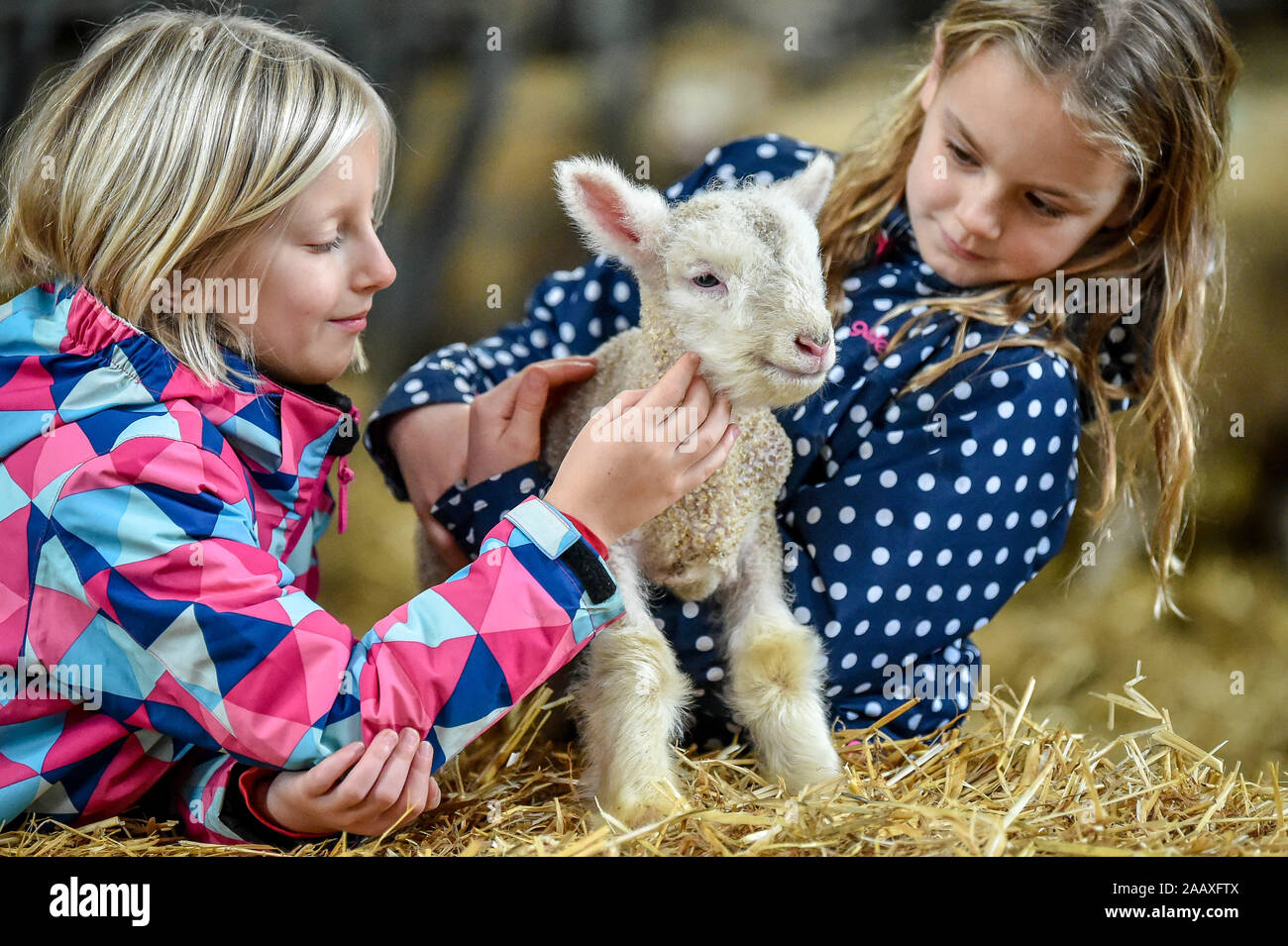 Lambing sheds olde house hi-res stock photography and images - Alamy