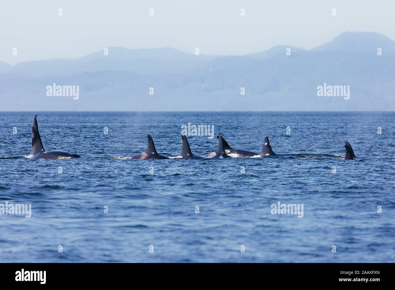 Blue whales pod hi-res stock photography and images - Alamy