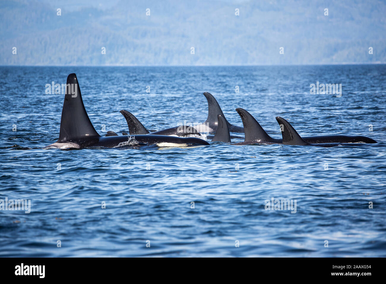 Blue whales pod hi-res stock photography and images - Alamy