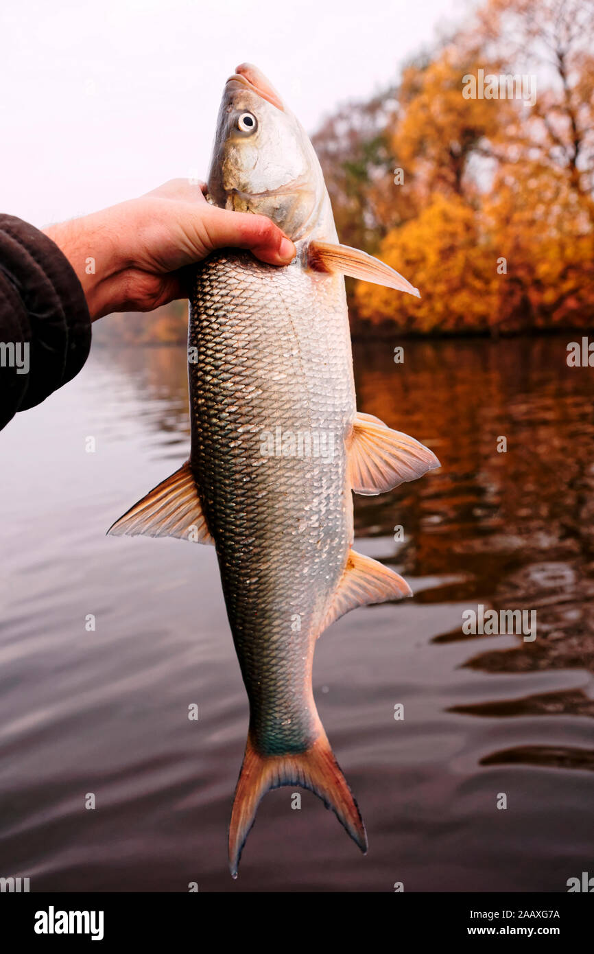 Asp image hi-res stock photography and images - Alamy