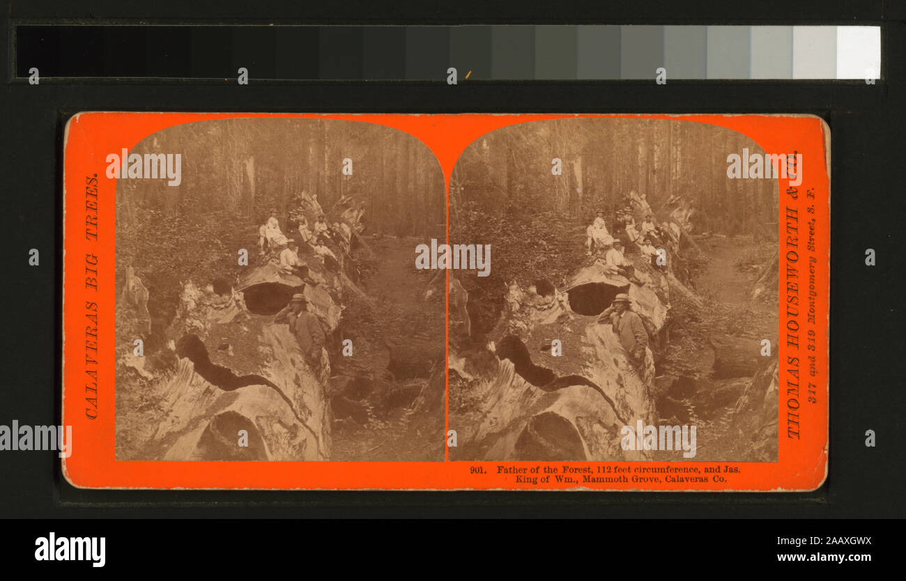 Father of the Forest, 112 feet circumference, and Jas King of Wm ...