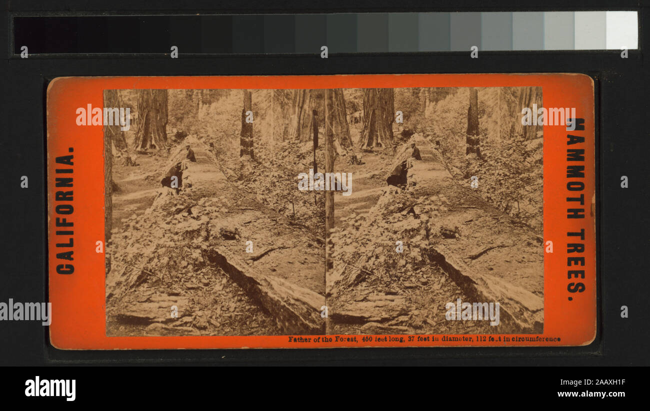 Father of the Forest, 460 feet long, 37 feet in diameter, 112 feet in ...