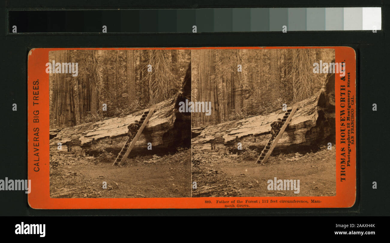 Father of the Forest; 112 feet circumference, Mammoth Grove by Lawrence ...