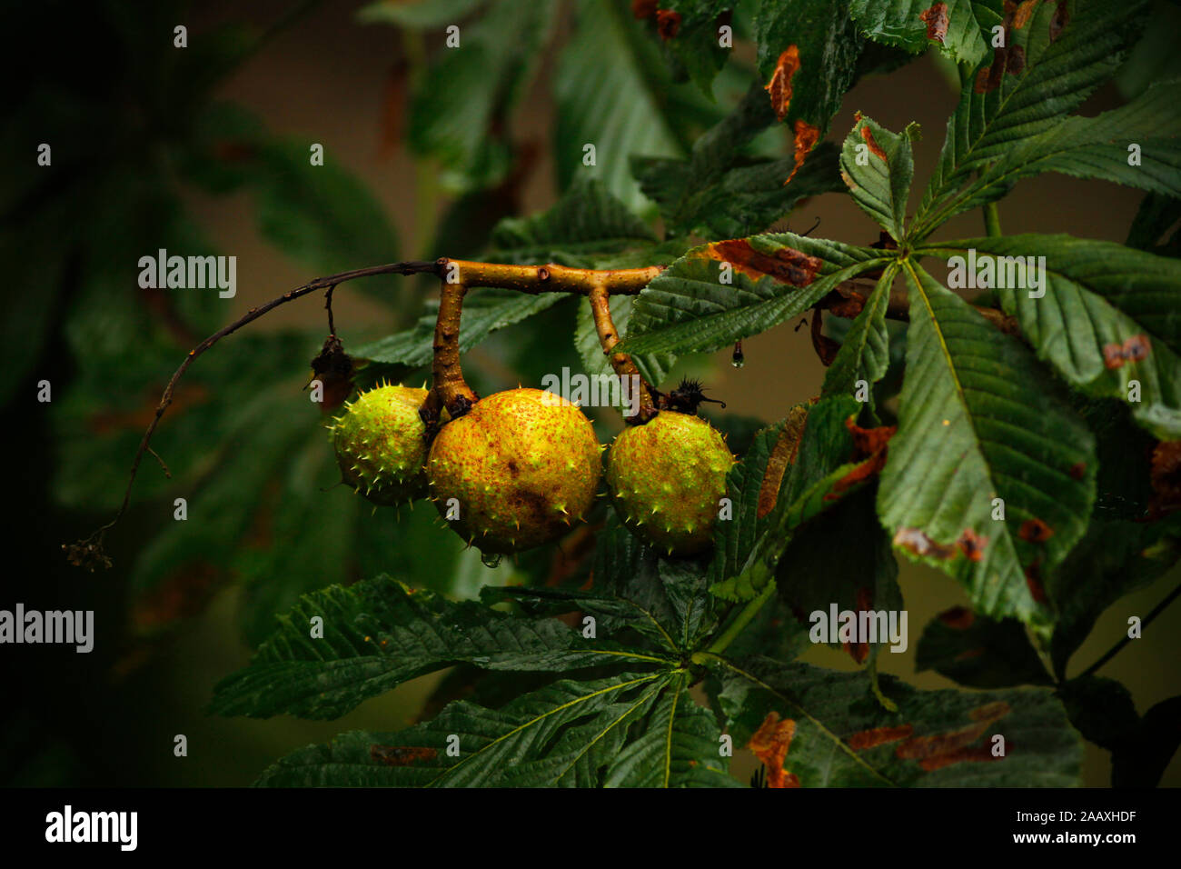 Chestnut fruits (Castanea sativa Stock Photo - Alamy