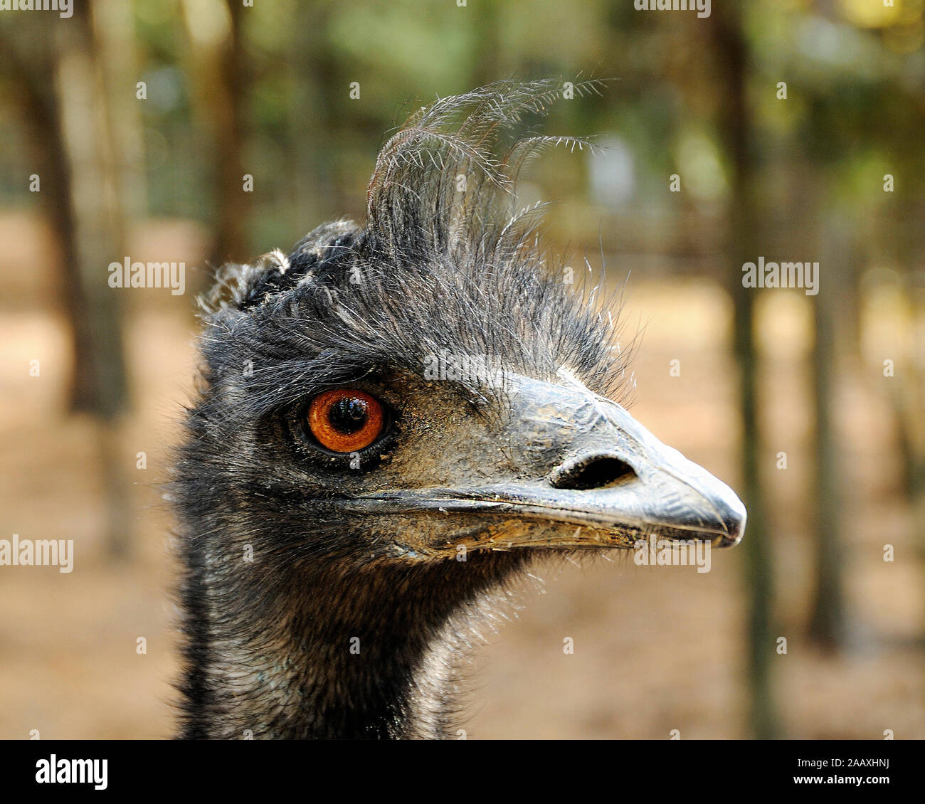 Emu bird hi-res stock photography and images - Alamy