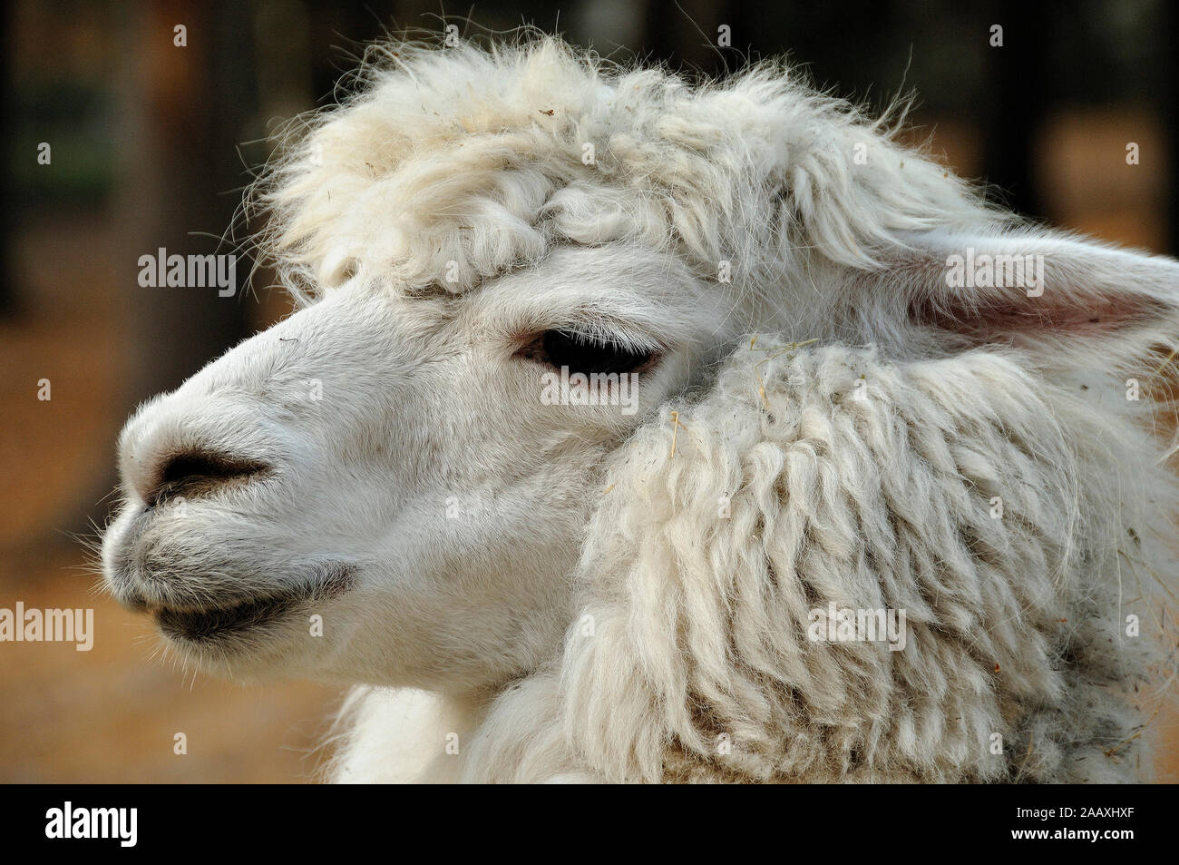 Lama background image hi-res stock photography and images - Alamy