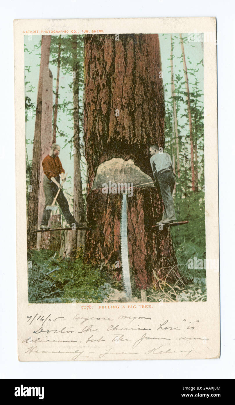 Felling a Big Tree, Oregon 1903-1904.; Felling a Big Tree, Oregon Stock ...