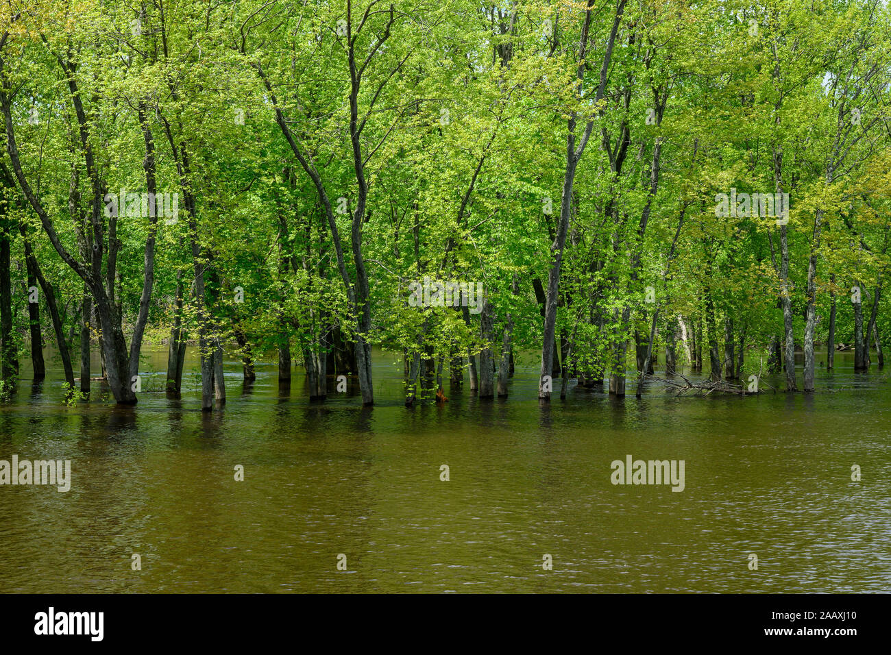 Flood Waters Engulf Stand of Trees along river bank Stock Photo - Alamy