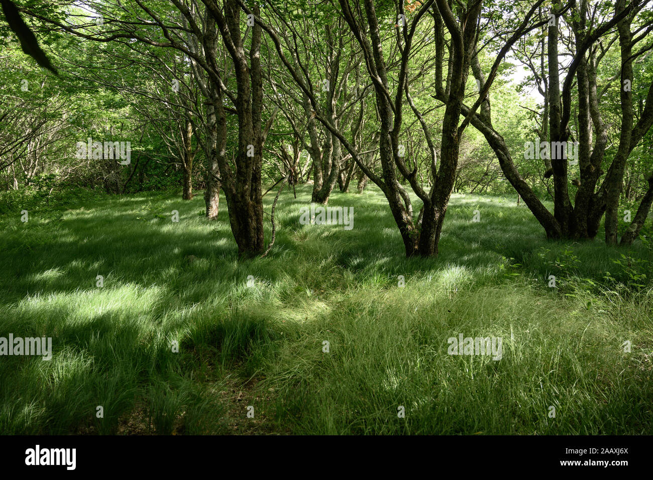 Flowing Grasses Under Grove of Trees Stock Photo - Alamy