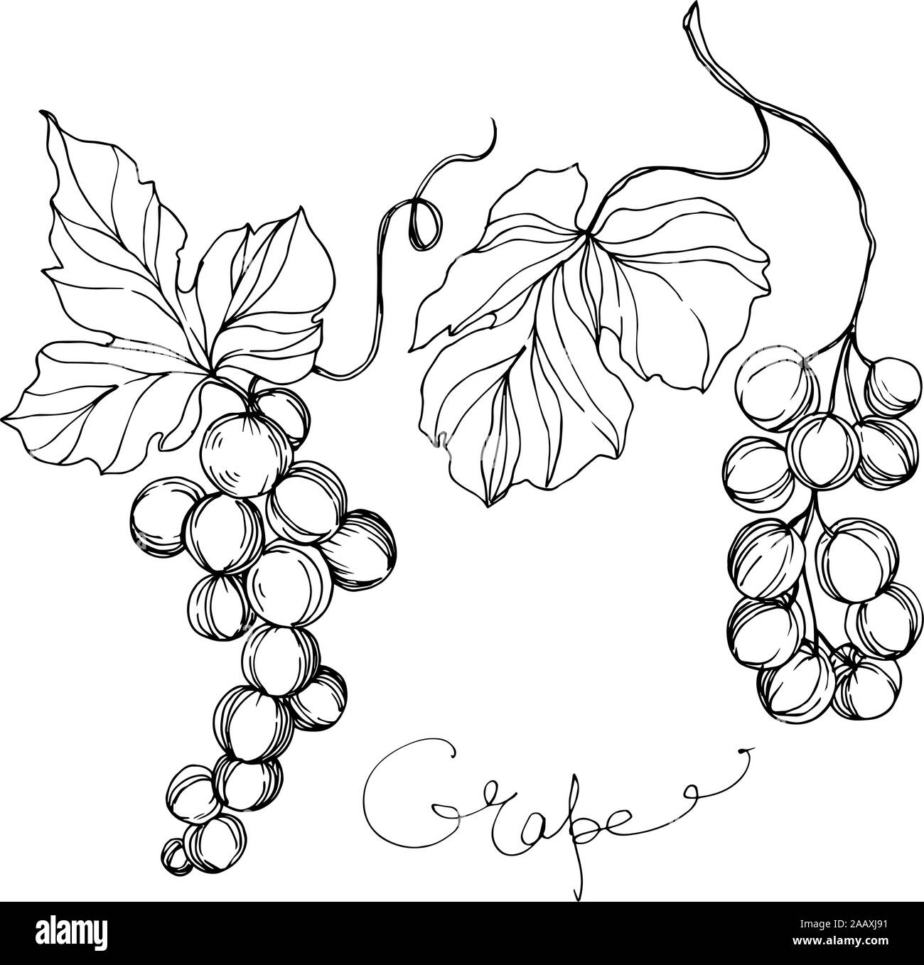 Grape Vine Tattoo
