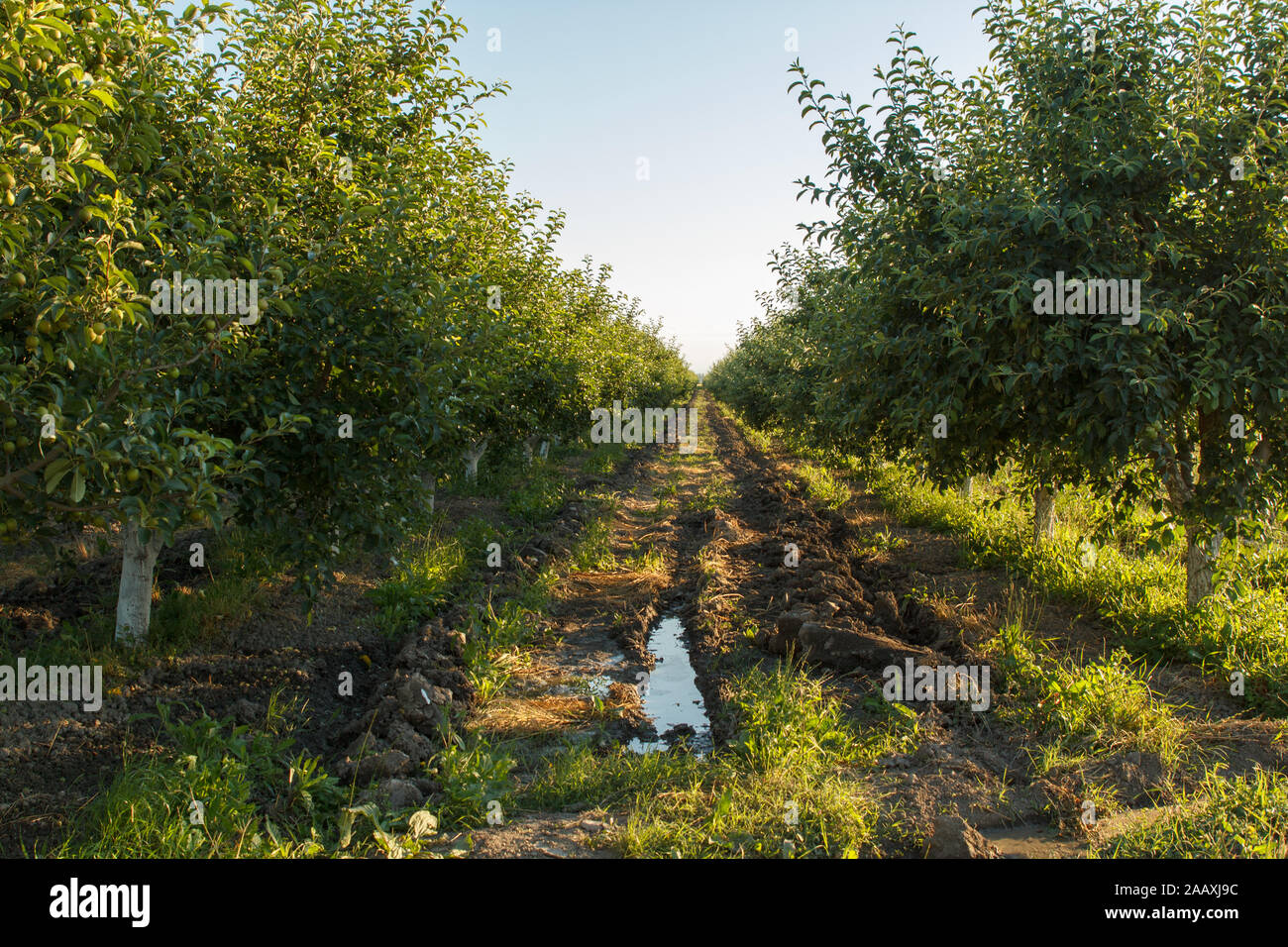 Apple garden in the countryside Stock Photo - Alamy
