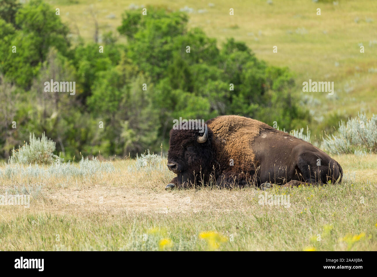 Buffalo in grassland north hi-res stock photography and images - Alamy