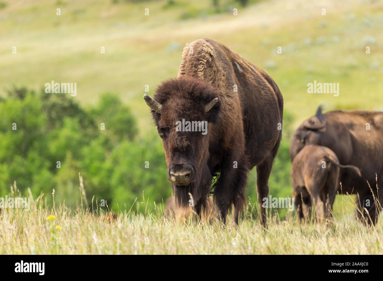 Prairie grassland bison badlands hi-res stock photography and images ...