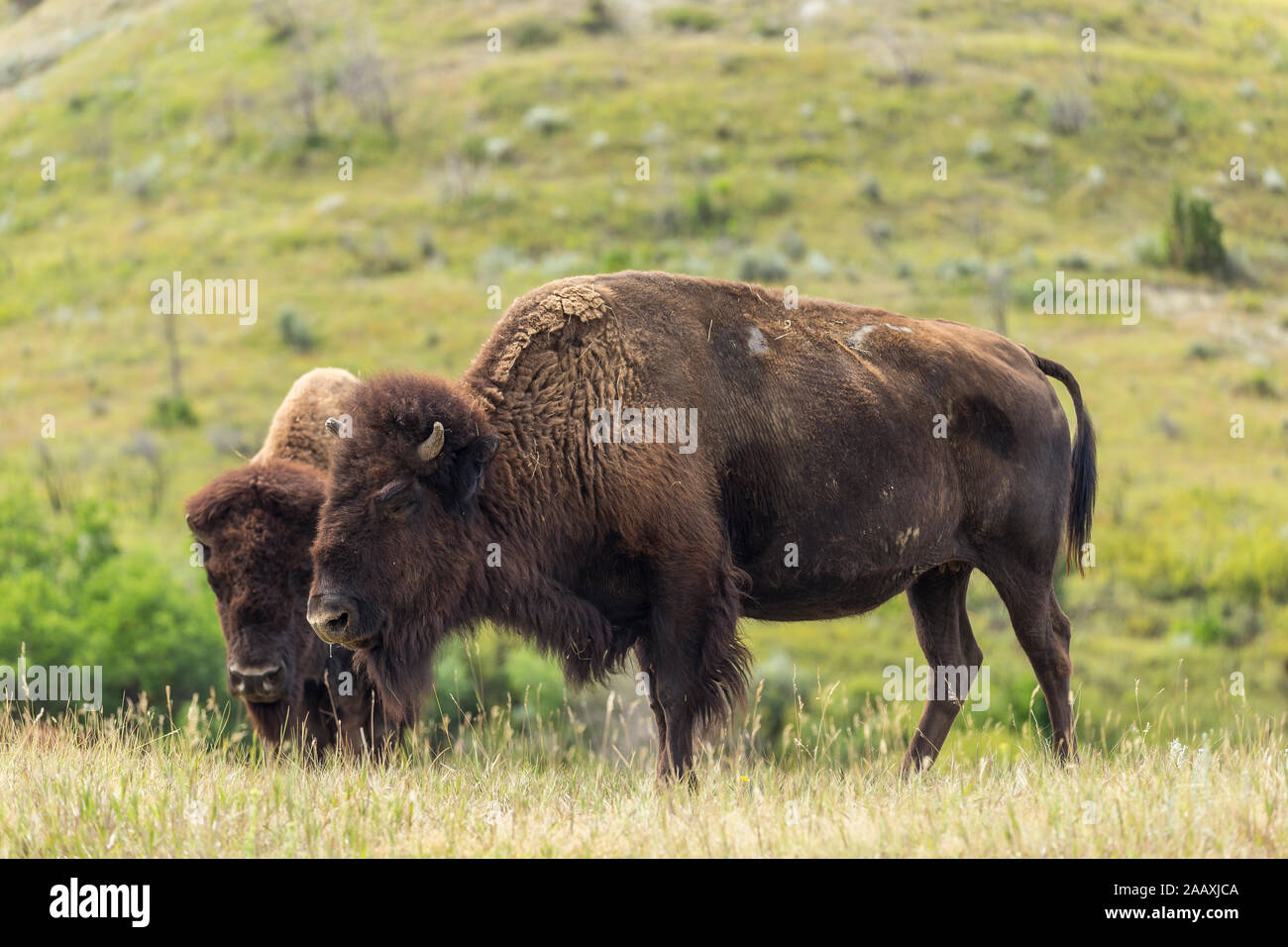 Prairie grassland bison badlands hi-res stock photography and images ...