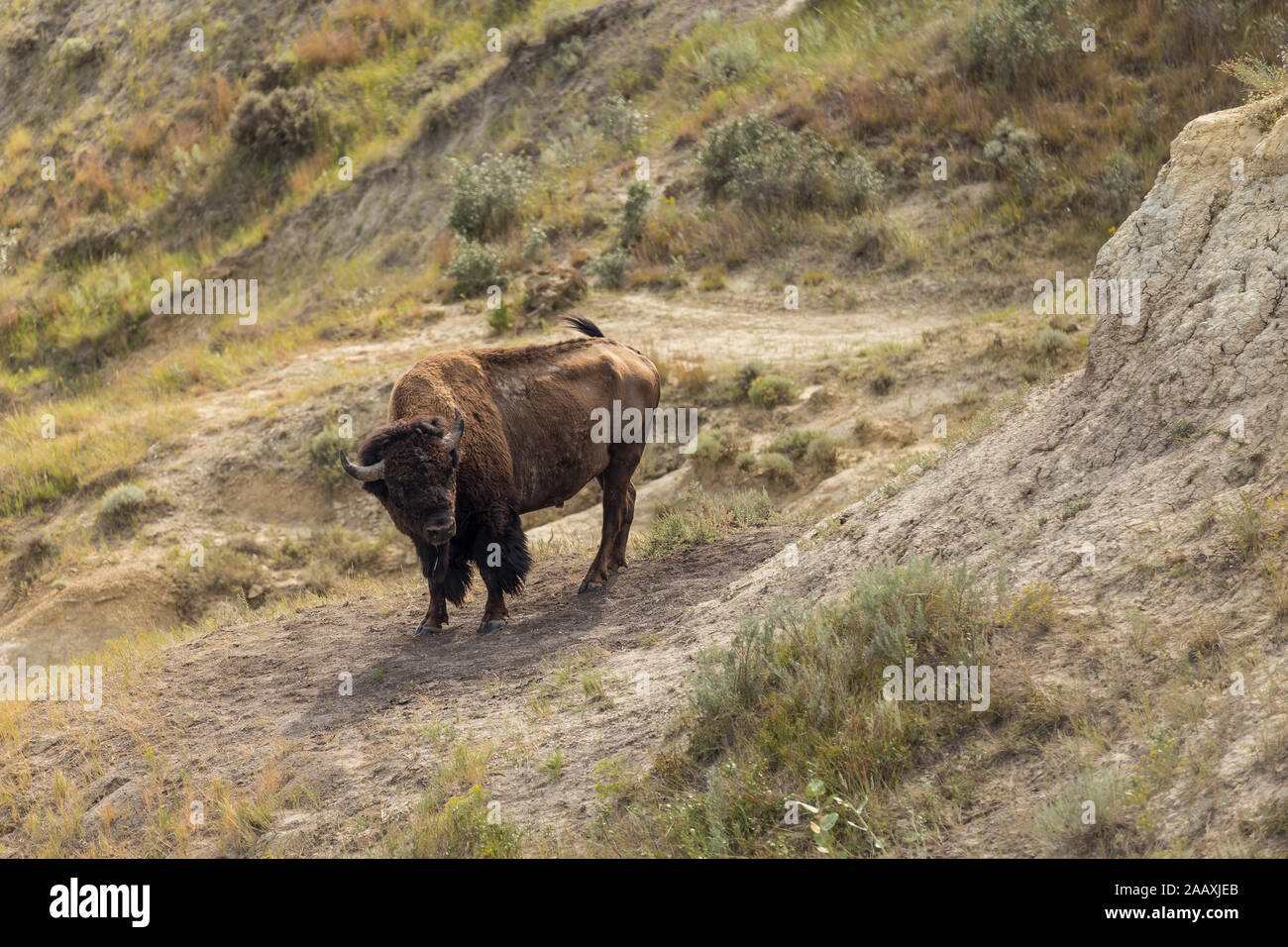 Bison in the badlands hi-res stock photography and images - Alamy