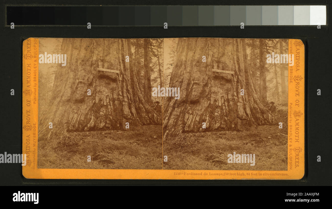 Ferdinand de Lessops,250 feet high, 84 feet in circumference by ...