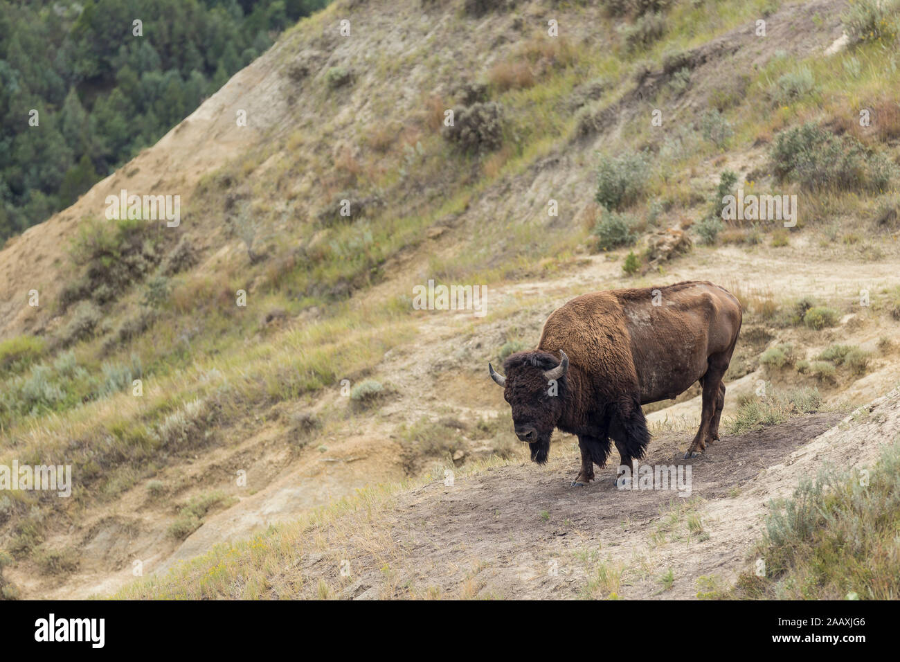 A Buffalo In The Badlands of North Dakota Stock Photo - Alamy