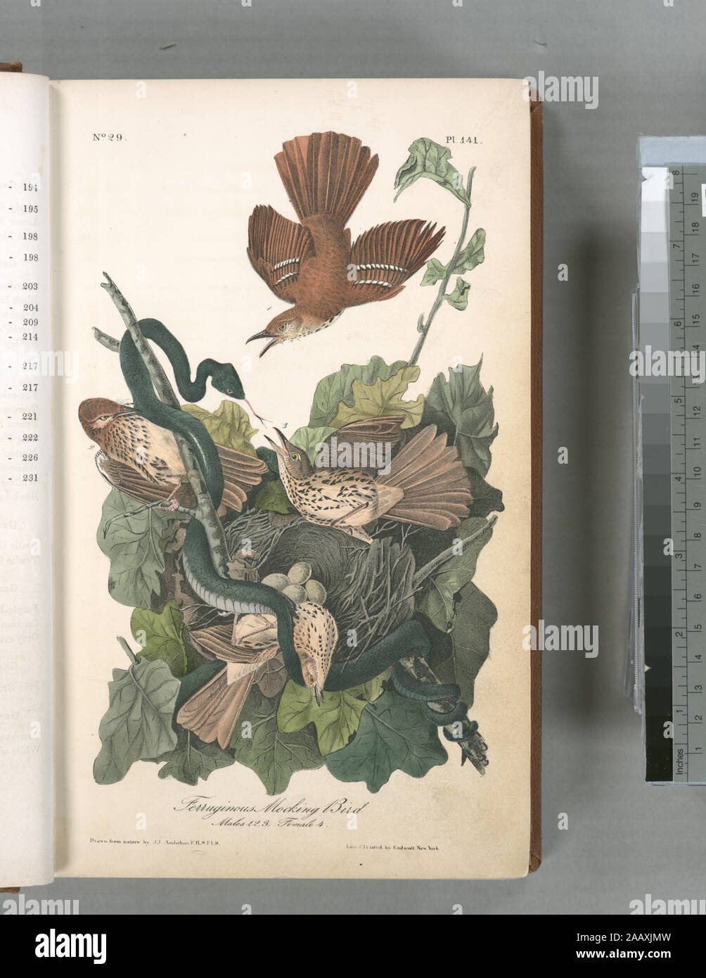 Ferruginous Mocking-Bird 1 2 3 Males 4 Female Orpheus rufus ...