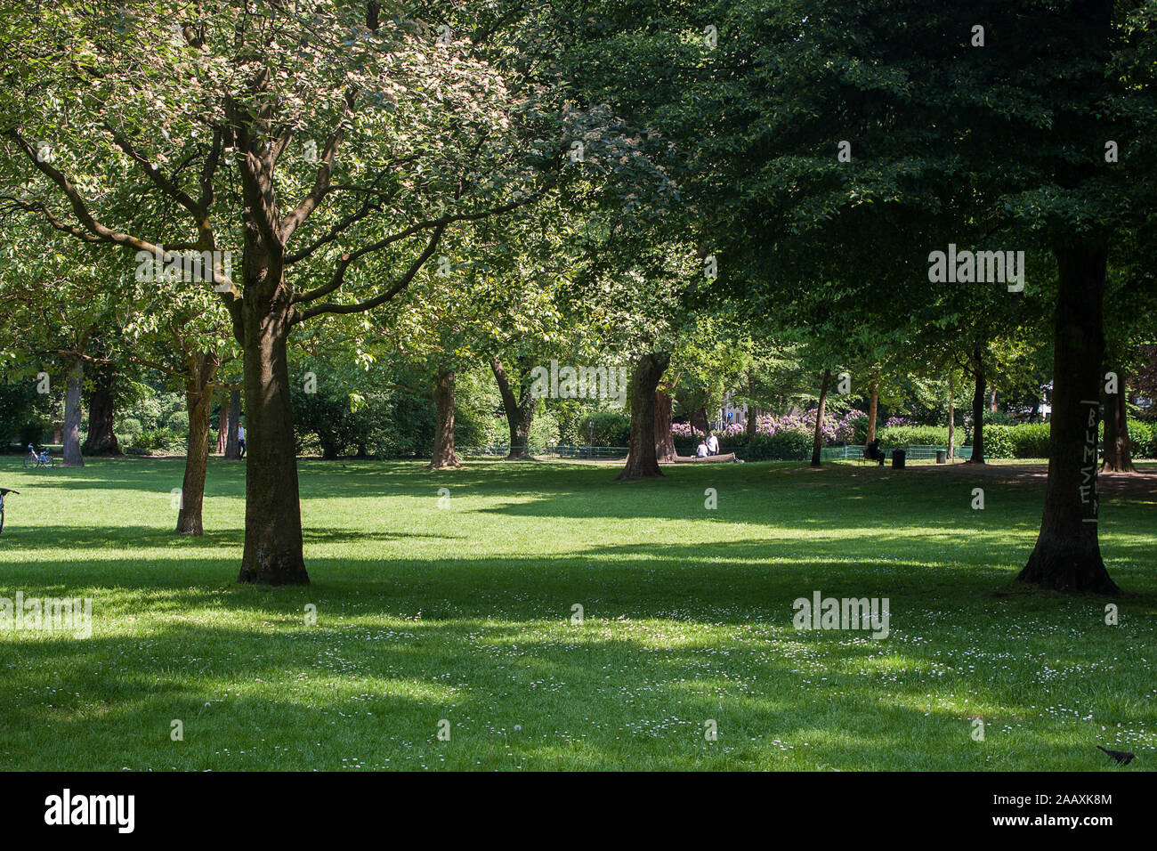 Beautiful park scene in public park with green grass field, green tree ...