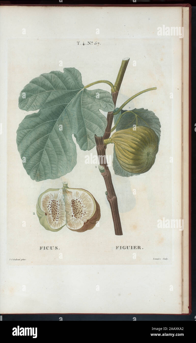 Le figuier hi-res stock photography and images - Alamy