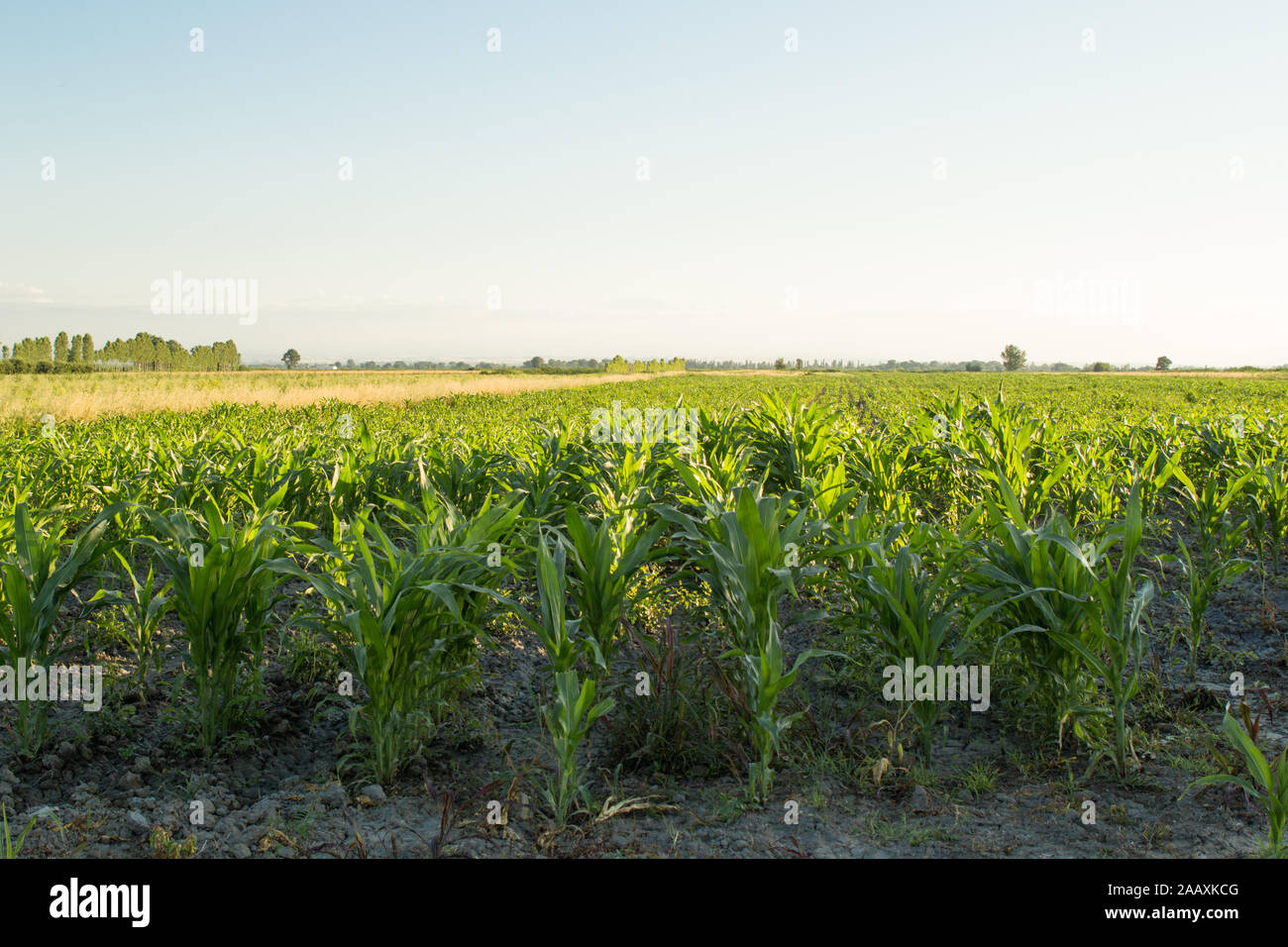Planted corn field in the countryside Stock Photo - Alamy