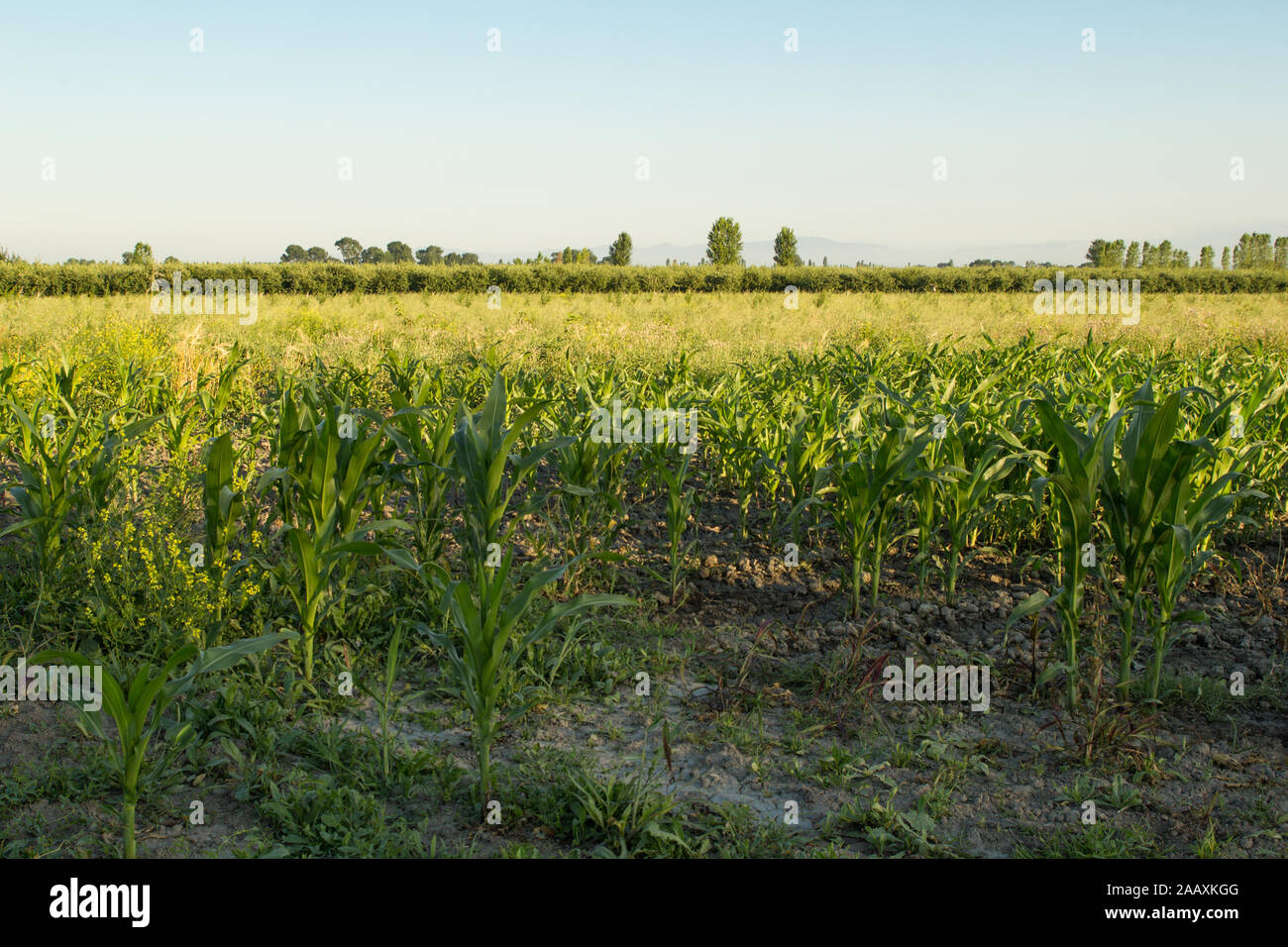 Planted corn field in the countryside Stock Photo - Alamy