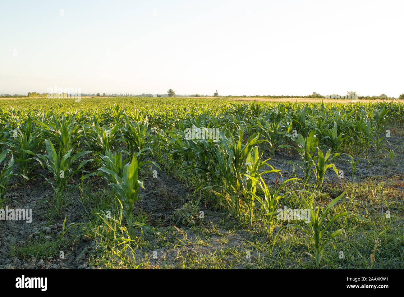 Corn field trees in hi-res stock photography and images - Alamy