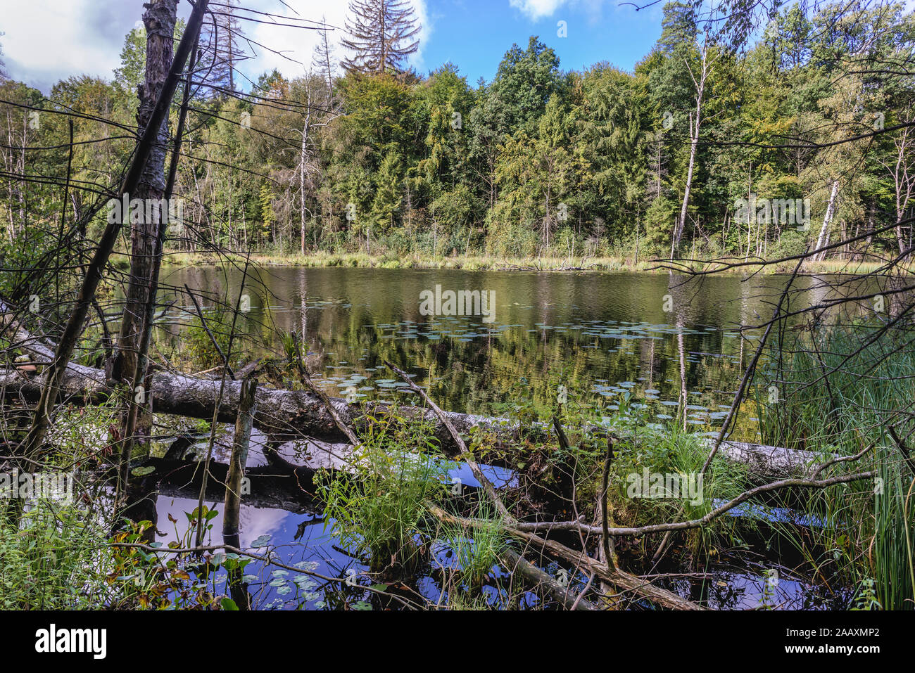 Jezioro Francuskie (French Lake) Nature Reserve in Dylewo Hills ...