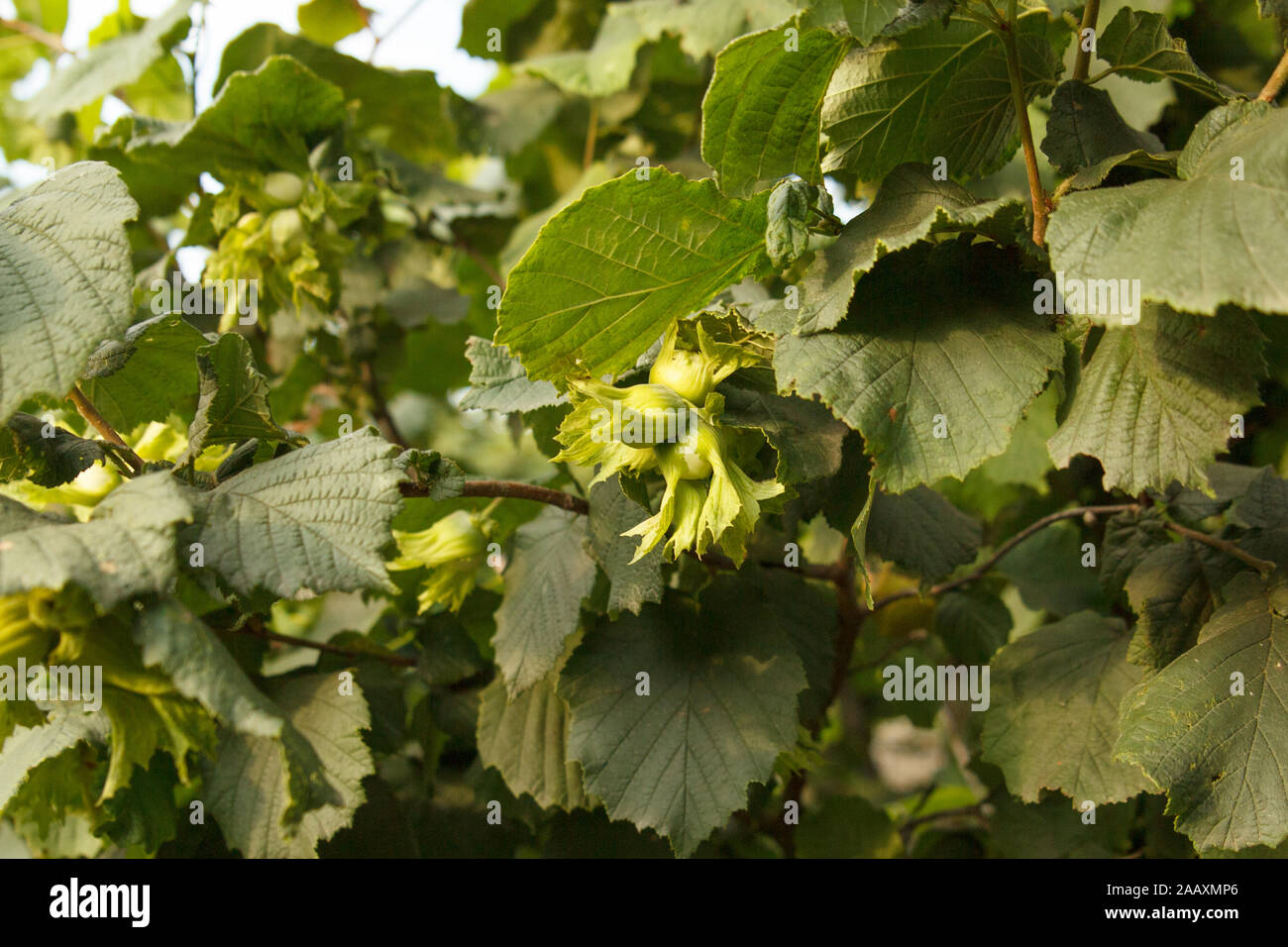 Hazelnut unripe on the bush with green hazelnut leaves Stock Photo - Alamy