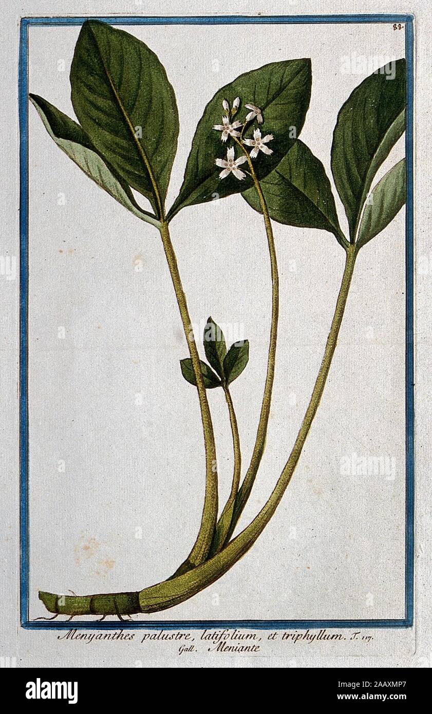 Bogbean illustration hi-res stock photography and images - Alamy