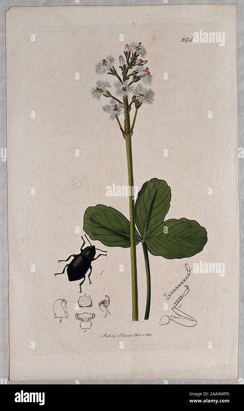 Bogbean illustration hi-res stock photography and images - Alamy