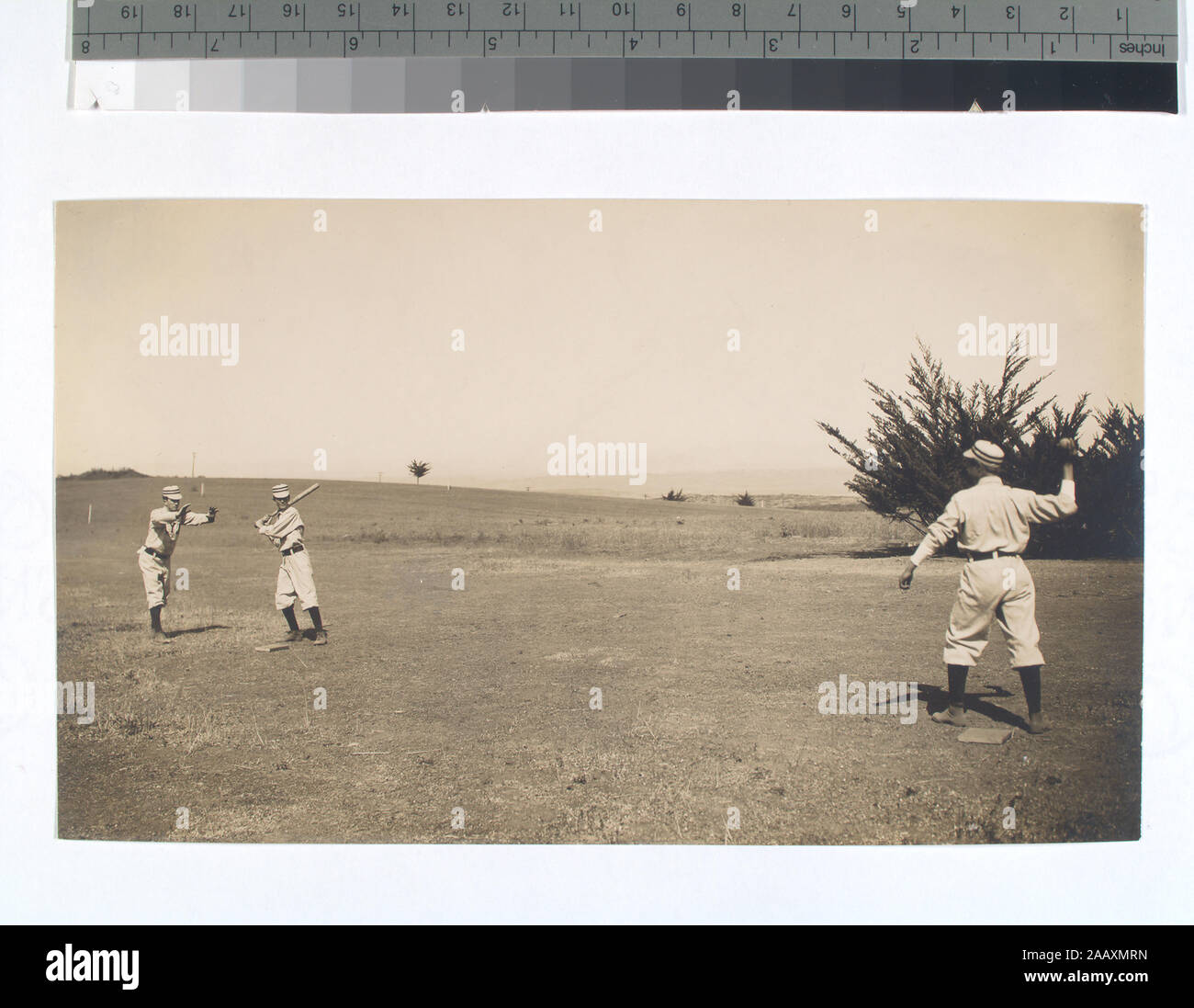 Fig bat hi-res stock photography and images - Alamy