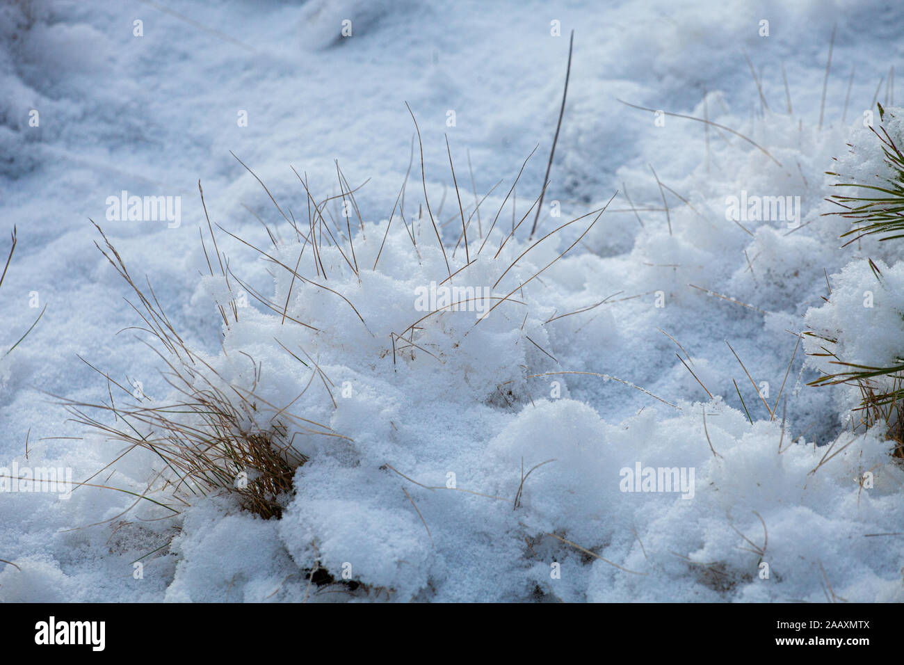Frozen surface of small creek covered with snow and small trees bunches ...