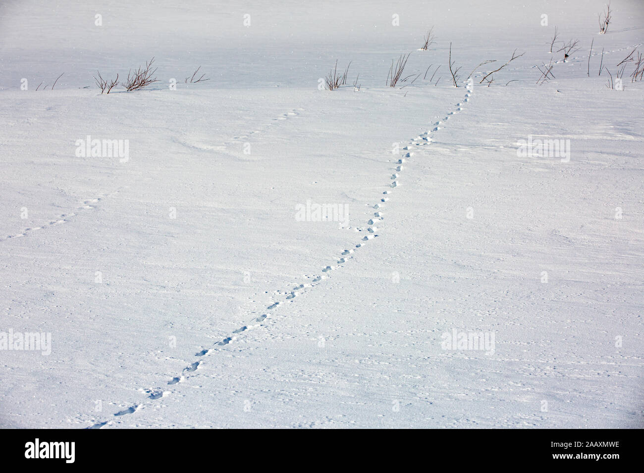 Fox hill track hi-res stock photography and images - Alamy