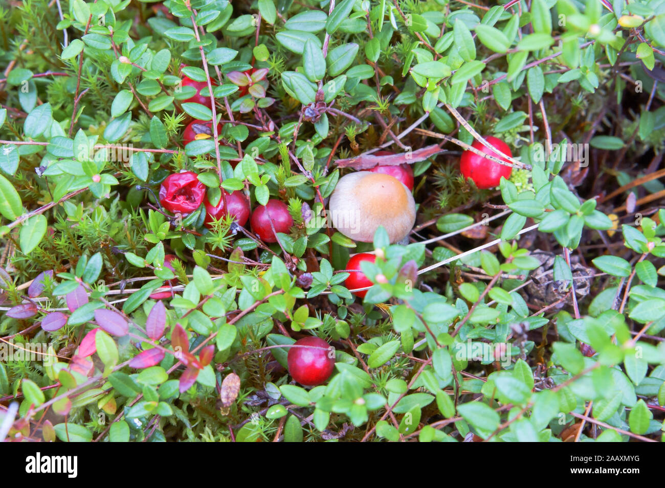 Marsh berries hi-res stock photography and images - Alamy