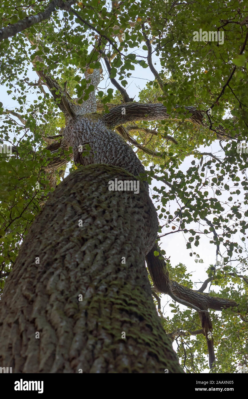 tree trunk view from below, a bottom-up tree Stock Photo - Alamy