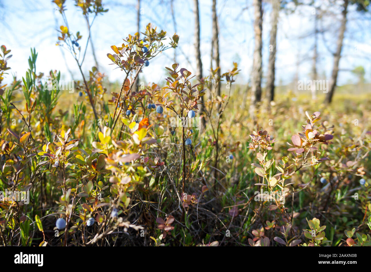 blueberry berries in the swamp, blueberry bushes blueberry swamp Celau ...
