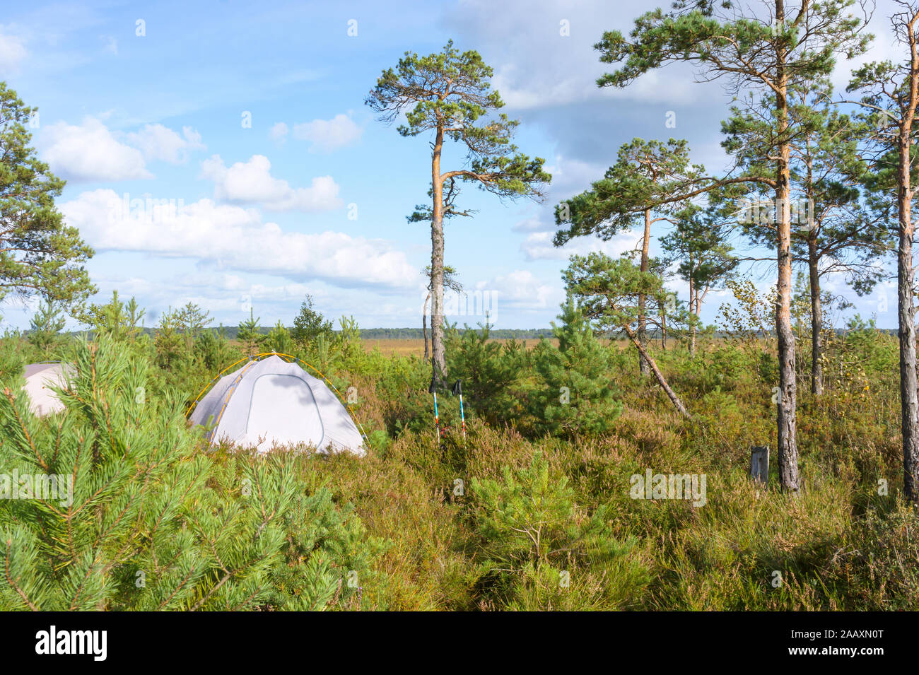 tourist camp in the swamp, camping tents in the wetlands Stock Photo ...