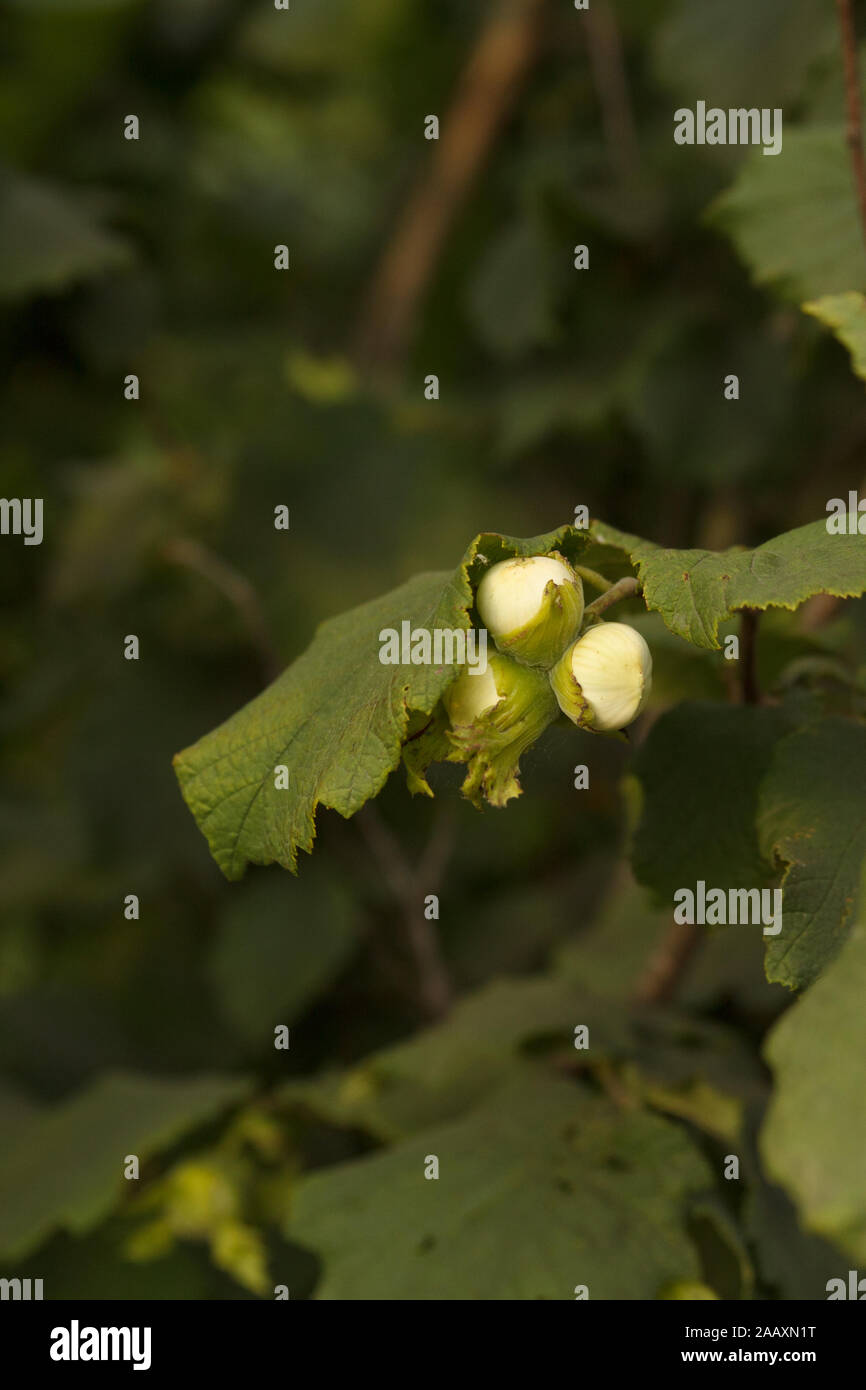 Hazelnut unripe on the bush with green hazelnut leaves Stock Photo - Alamy