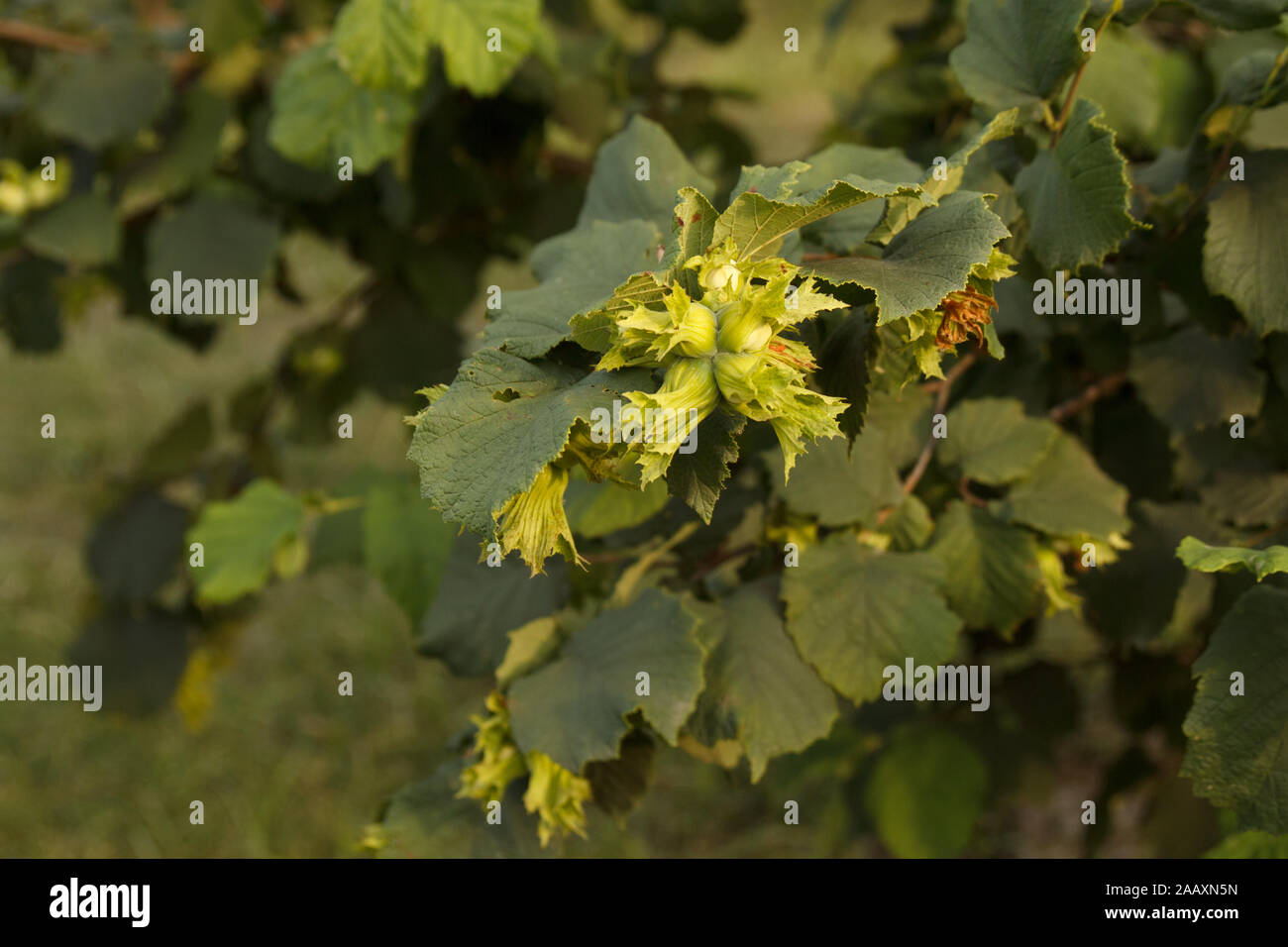 Hazelnut unripe on the bush with green hazelnut leaves Stock Photo - Alamy