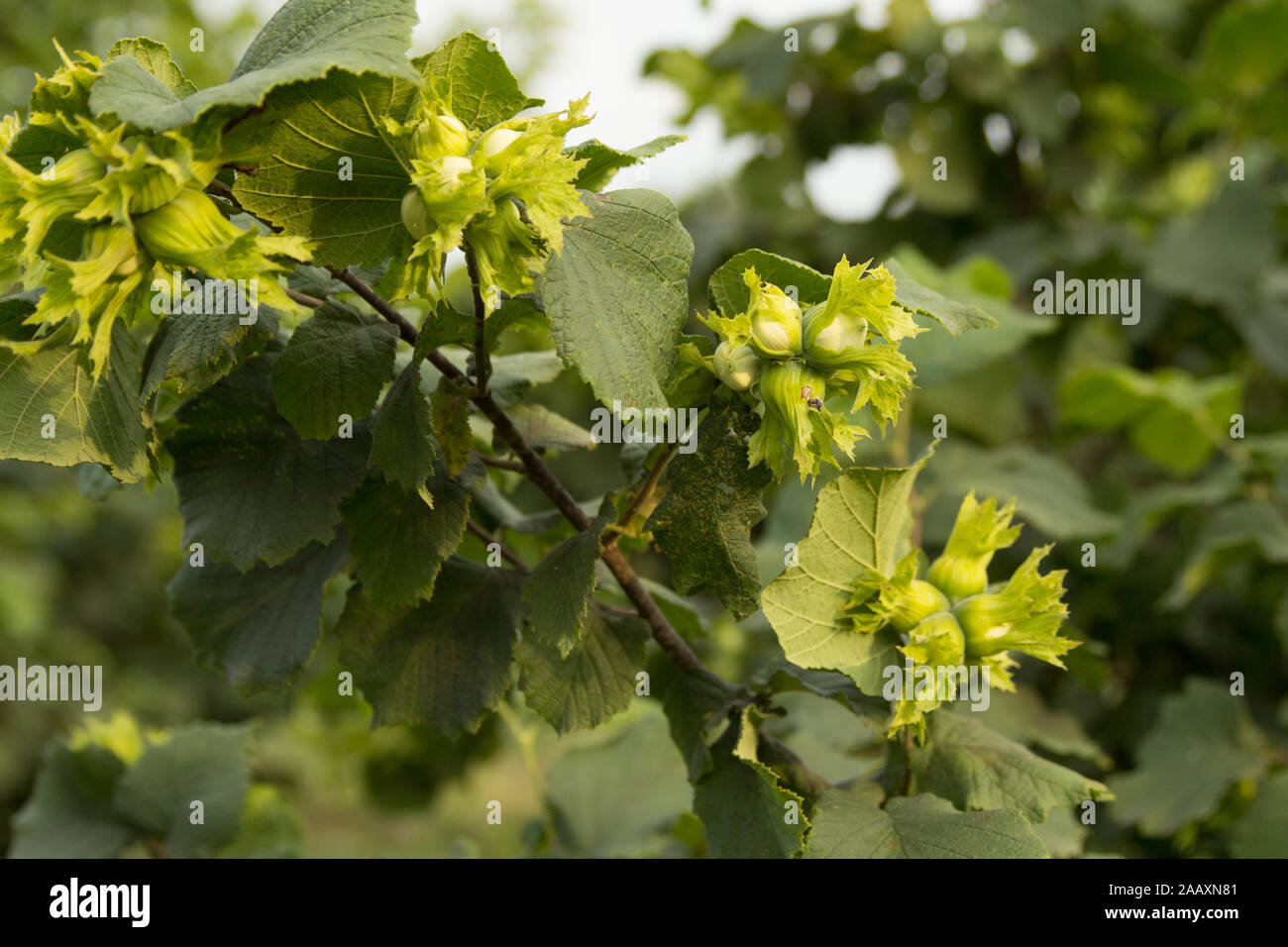 Hazelnut unripe on the bush with green hazelnut leaves Stock Photo - Alamy
